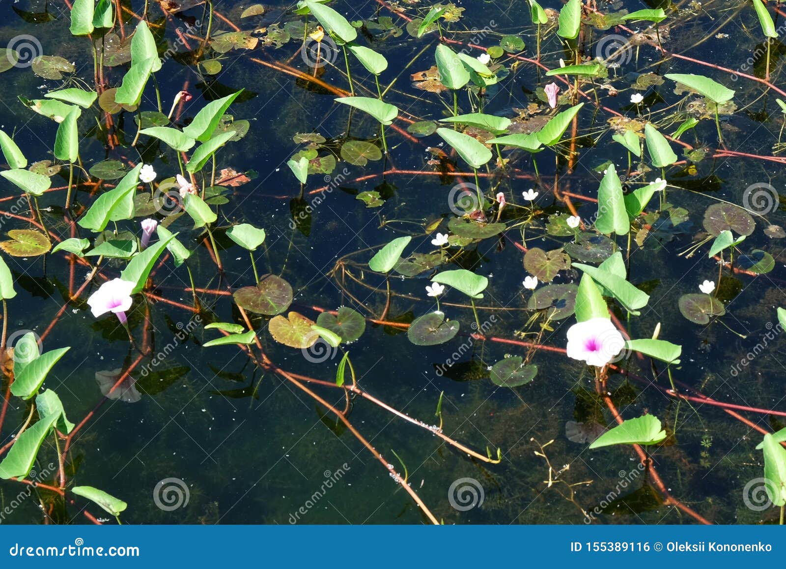 Marsh Plants. Vegetation on the Surface of the Swamp Stock Photo ...