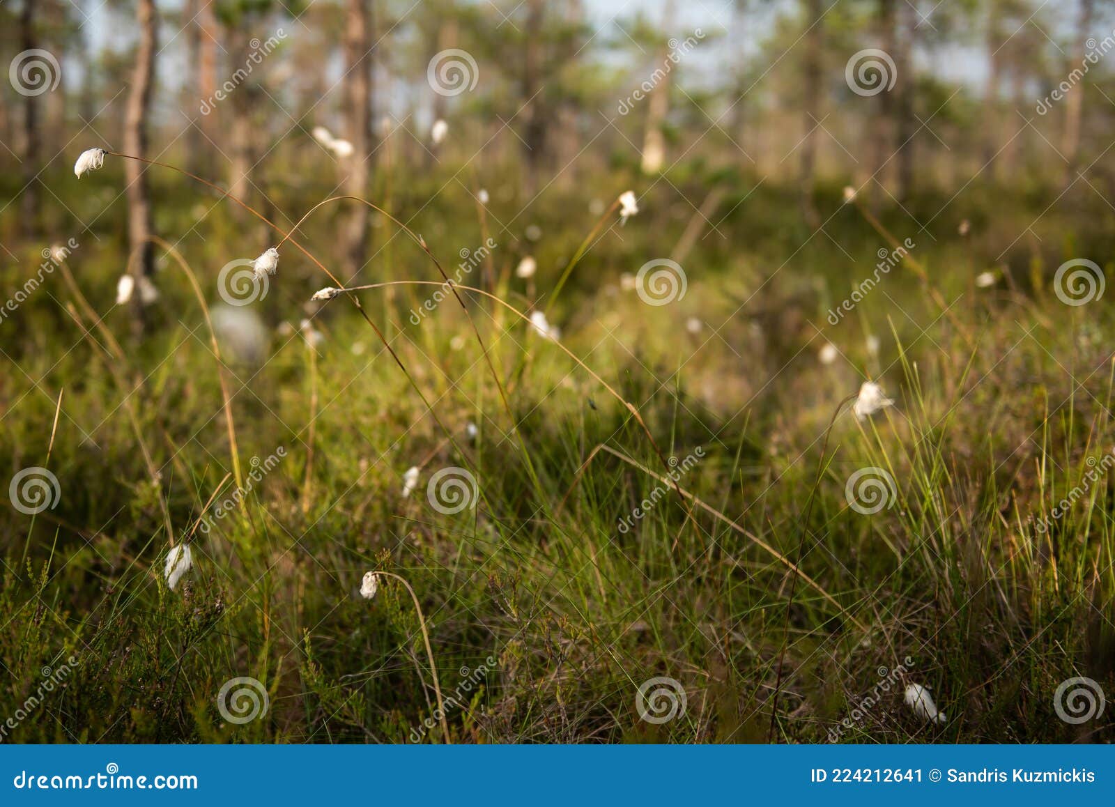 Marsh Plants with White Fluff Stock Image - Image of nature, kuldiga ...