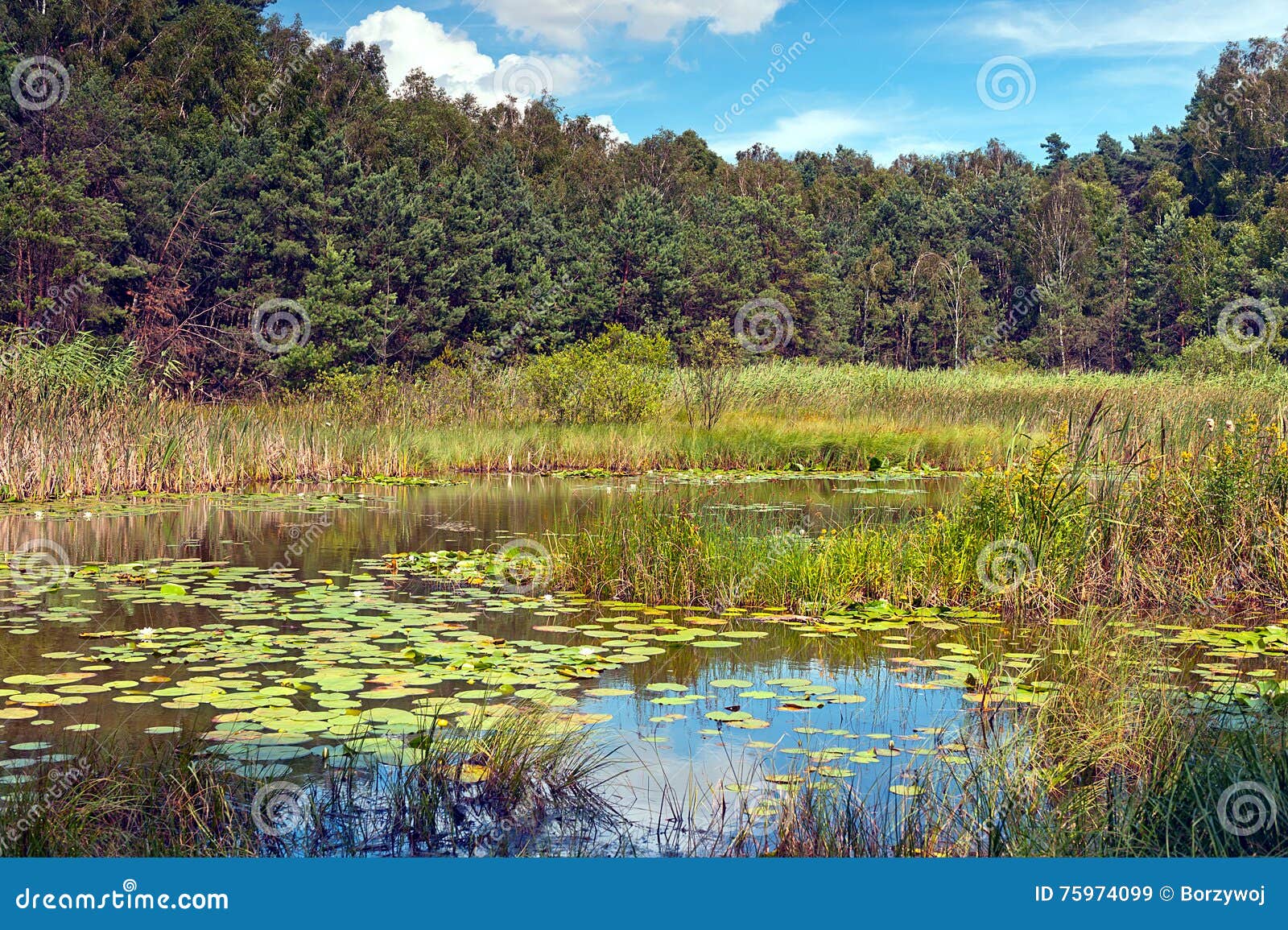 Marsh in Poland stock image. Image of water, wildlife - 75974099