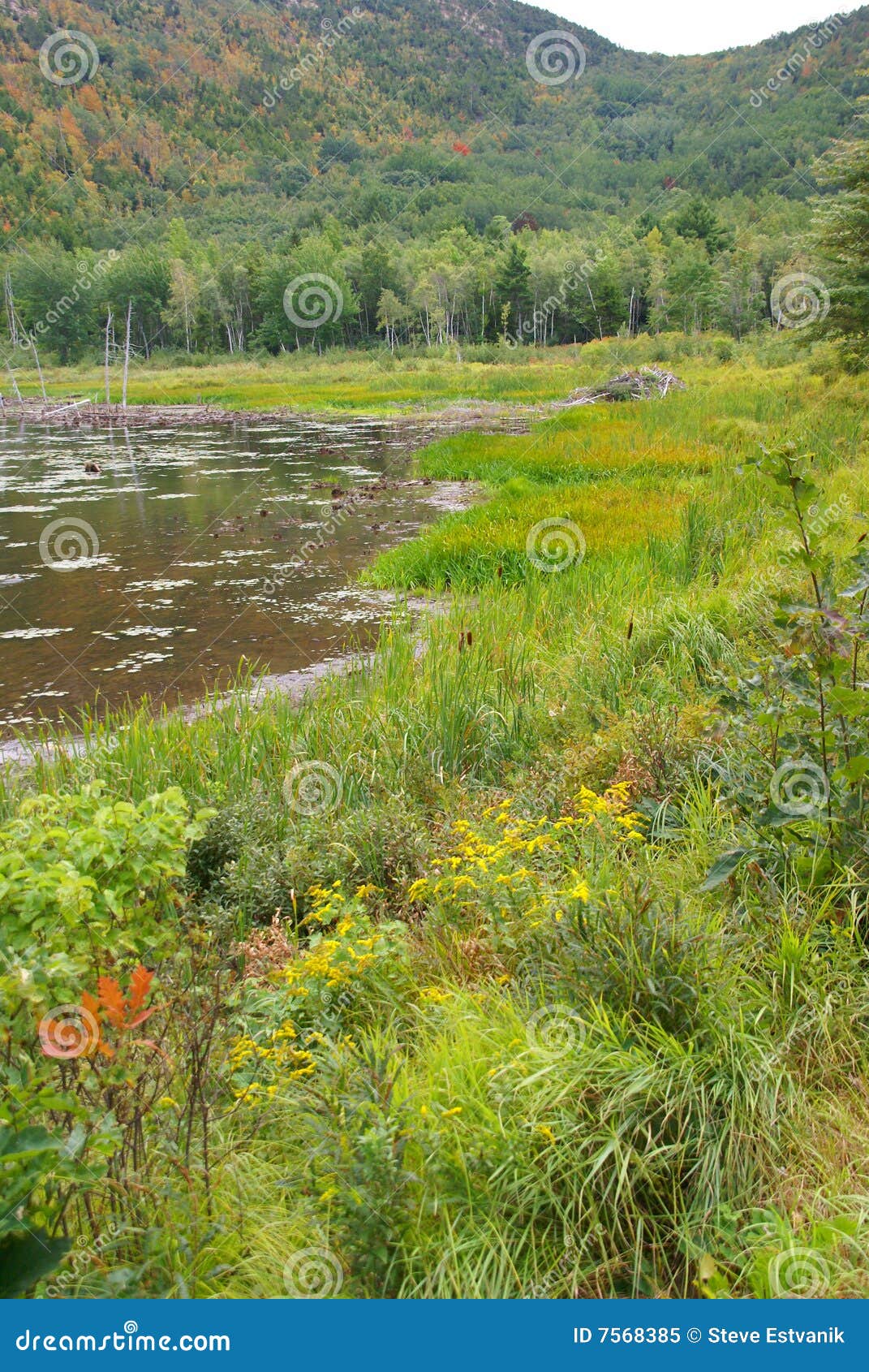 Marsh and pond, early fall stock image. Image of park - 7568385
