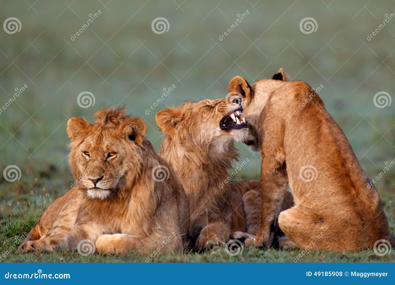 Marsh Pride Lions stock photo. Image of mane, mara, africa - 49185908