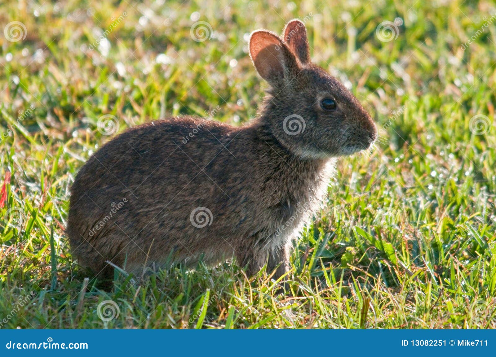 Marsh Rabbit stock image. Image of brown, carrots, nature - 13082251