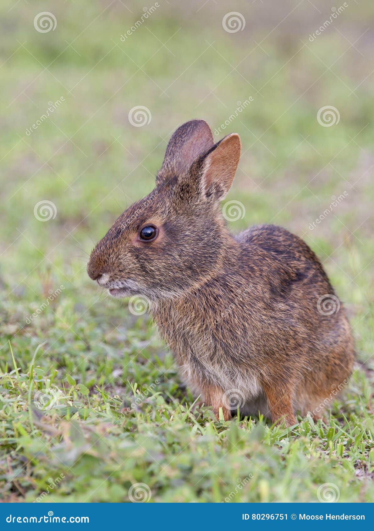 Marsh Rabbit in Deep Grass, Portrait in Profile View Stock Image ...