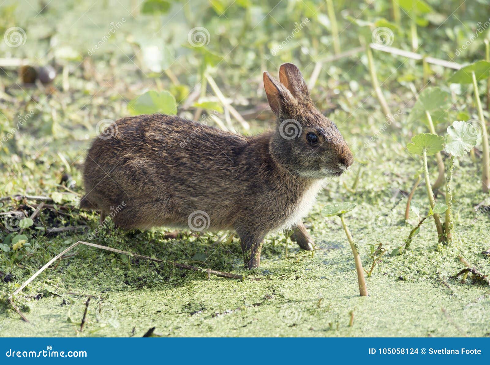 Marsh Rabbit in Florida Wetlands Stock Photo - Image of fauna, sunlight ...