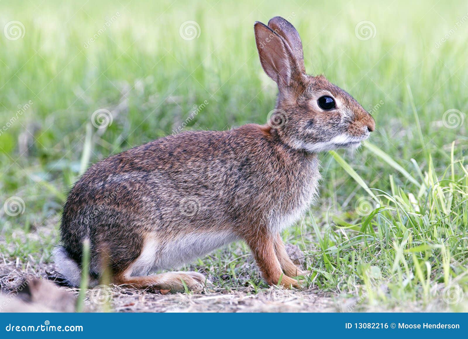 Marsh Rabbit in Grass stock photo. Image of mprrama, largo - 13082216