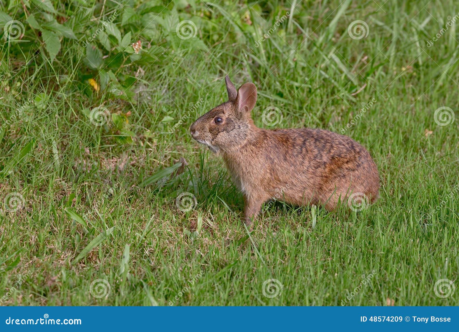 Marsh Rabbit stock image. Image of jackrabbit, rabbits - 48574209