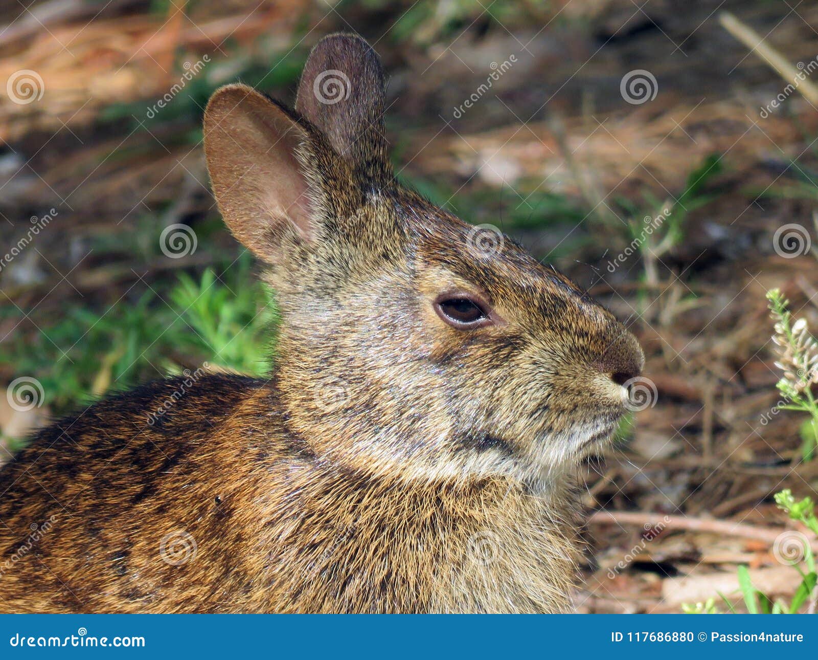 Marsh Rabbit Sylvilagus Palustris Stock Photo - Image of rabbit ...