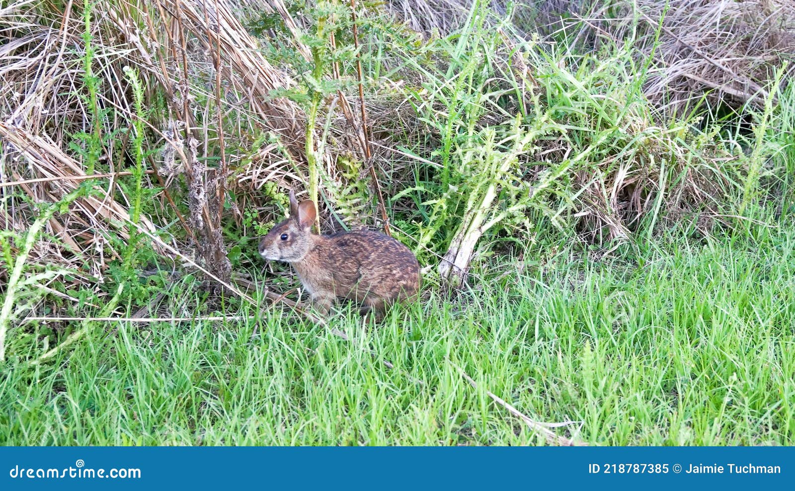 Marsh Rabbit running stock image. Image of furry, flight - 218787385