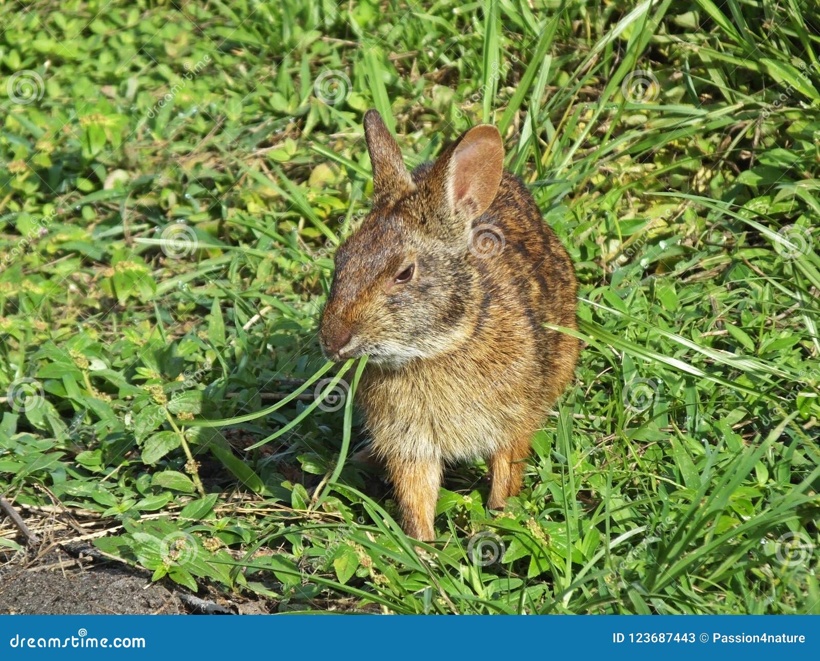 Marsh Rabbit or Sylvilagus Palustris Stock Image - Image of animal ...