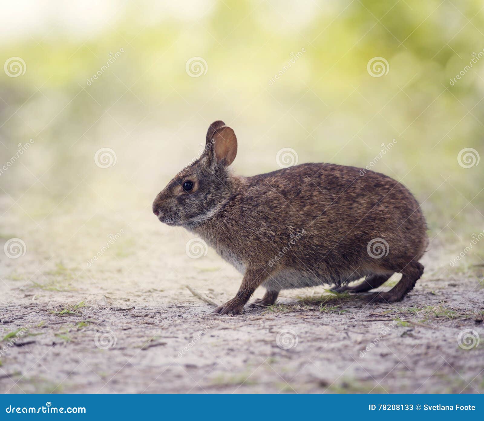 Marsh Rabbit in wetlands stock image. Image of walk, fauna - 78208133