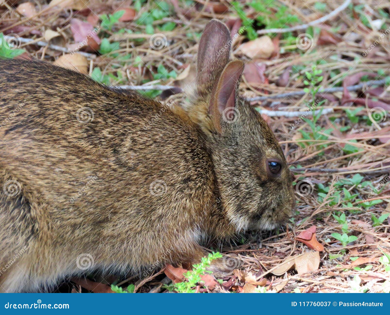 Marsh Rabbit Sylvilagus Palustris Stock Image - Image of wildlife ...