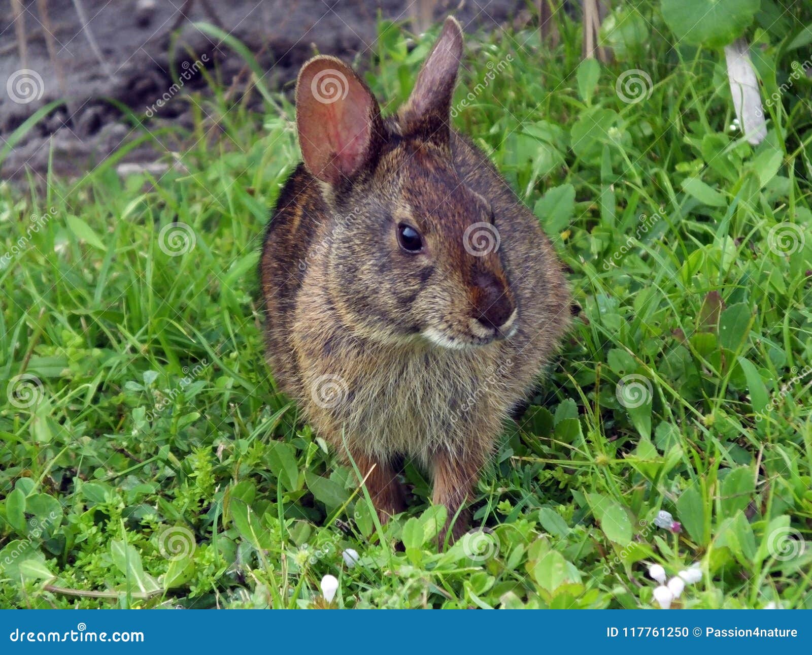 Marsh Rabbit Sylvilagus Palustris Stock Photo - Image of marsh ...