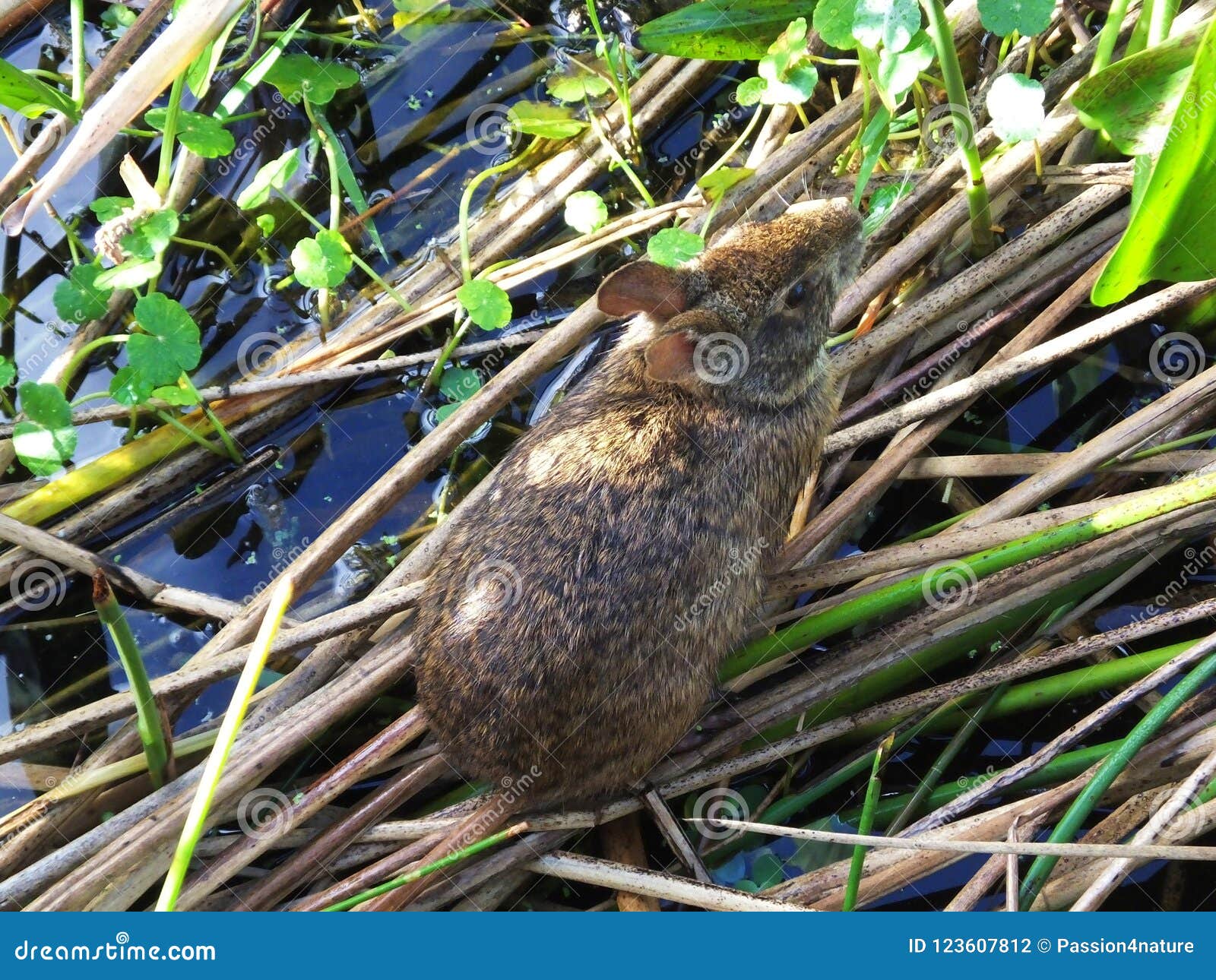 Marsh Rabbit or Sylvilagus Palustris Stock Photo - Image of plant, reed ...