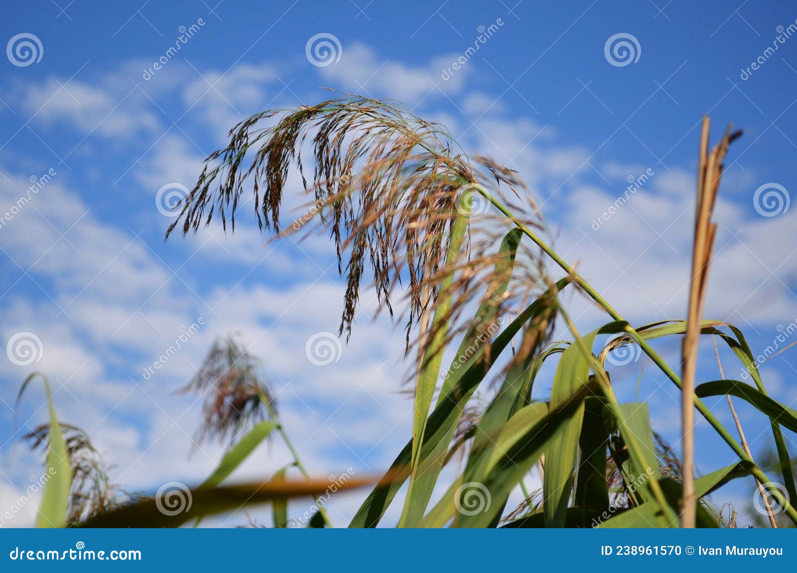 Marsh Reed. Broom on the Reed Against the Blue Sky with Clouds. Blurred ...