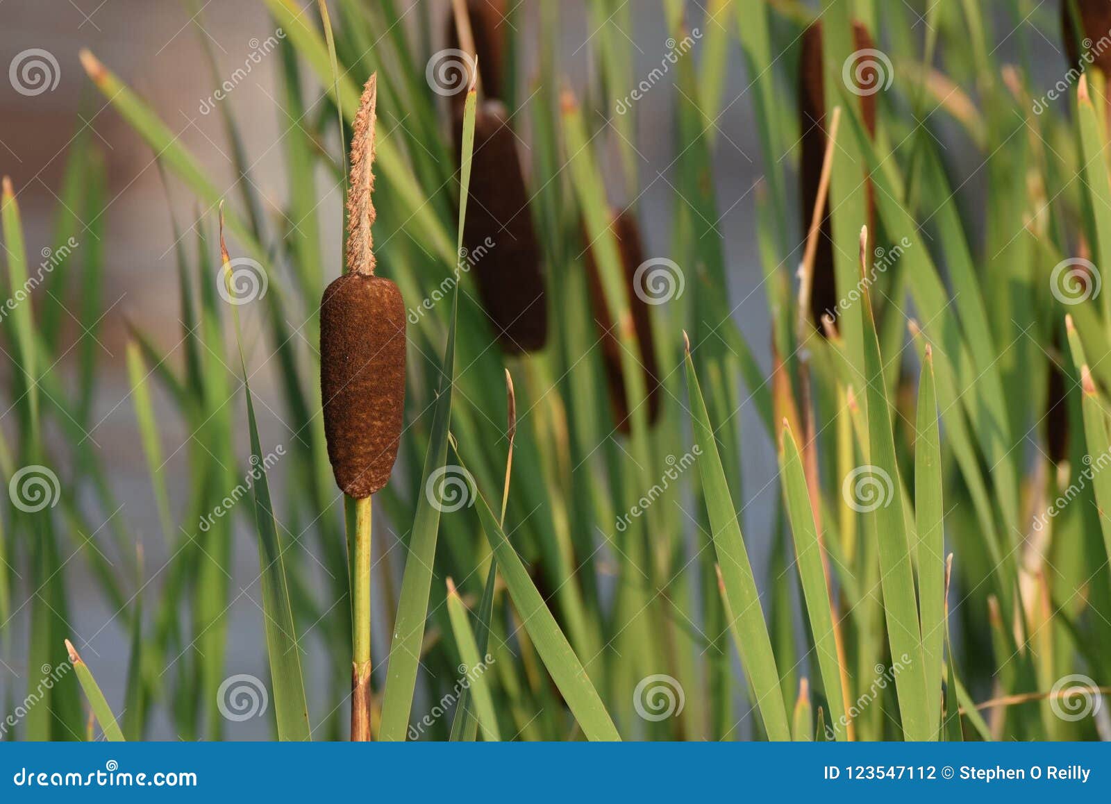 MARSH REED GRASS, BLUEJOINT , Stock Photo - Image of late, ready: 123547112