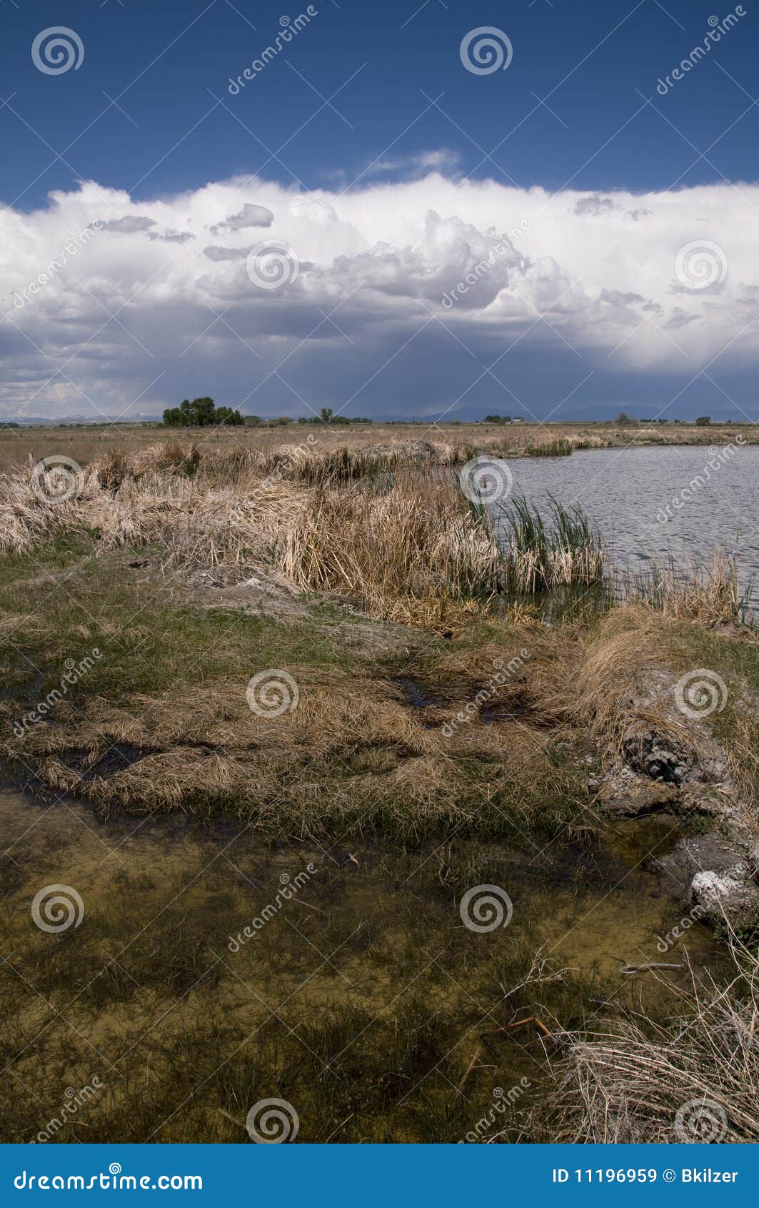 Marsh reeds stock image. Image of vista, marsh, edge - 11196959