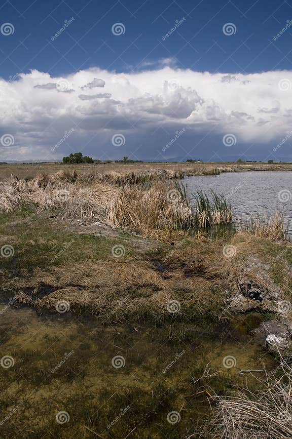 Marsh reeds stock image. Image of vista, marsh, edge - 11196959