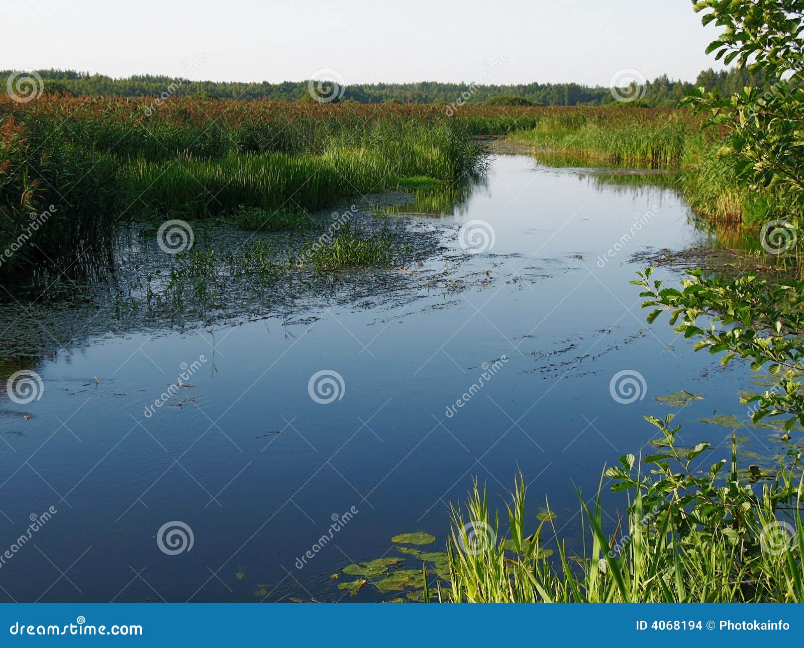 Marsh river stock photo. Image of birch, growed, coast - 4068194