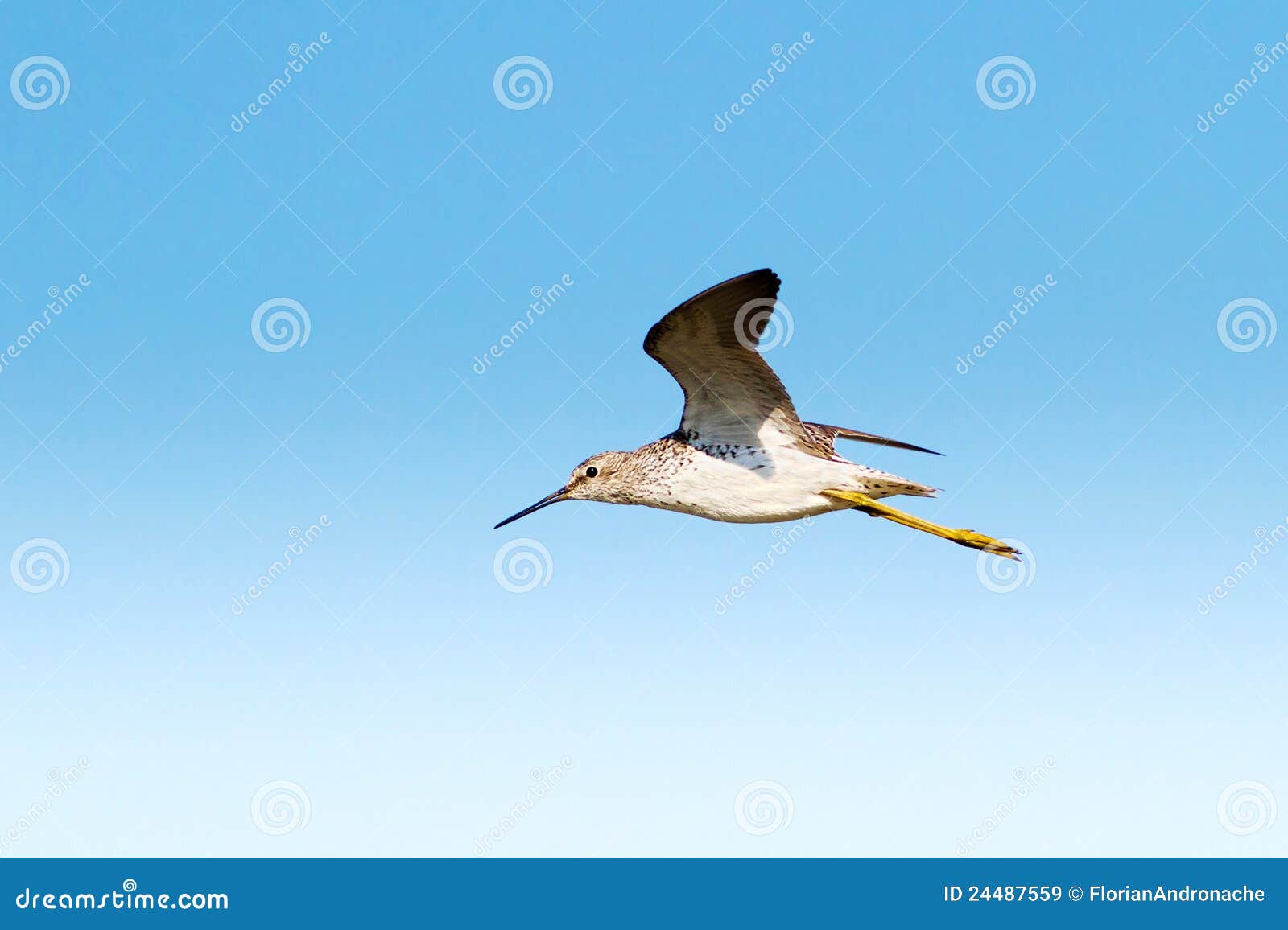 Marsh Sandpiper in Flight (Tringa Stagnatilis) Stock Image - Image of ...
