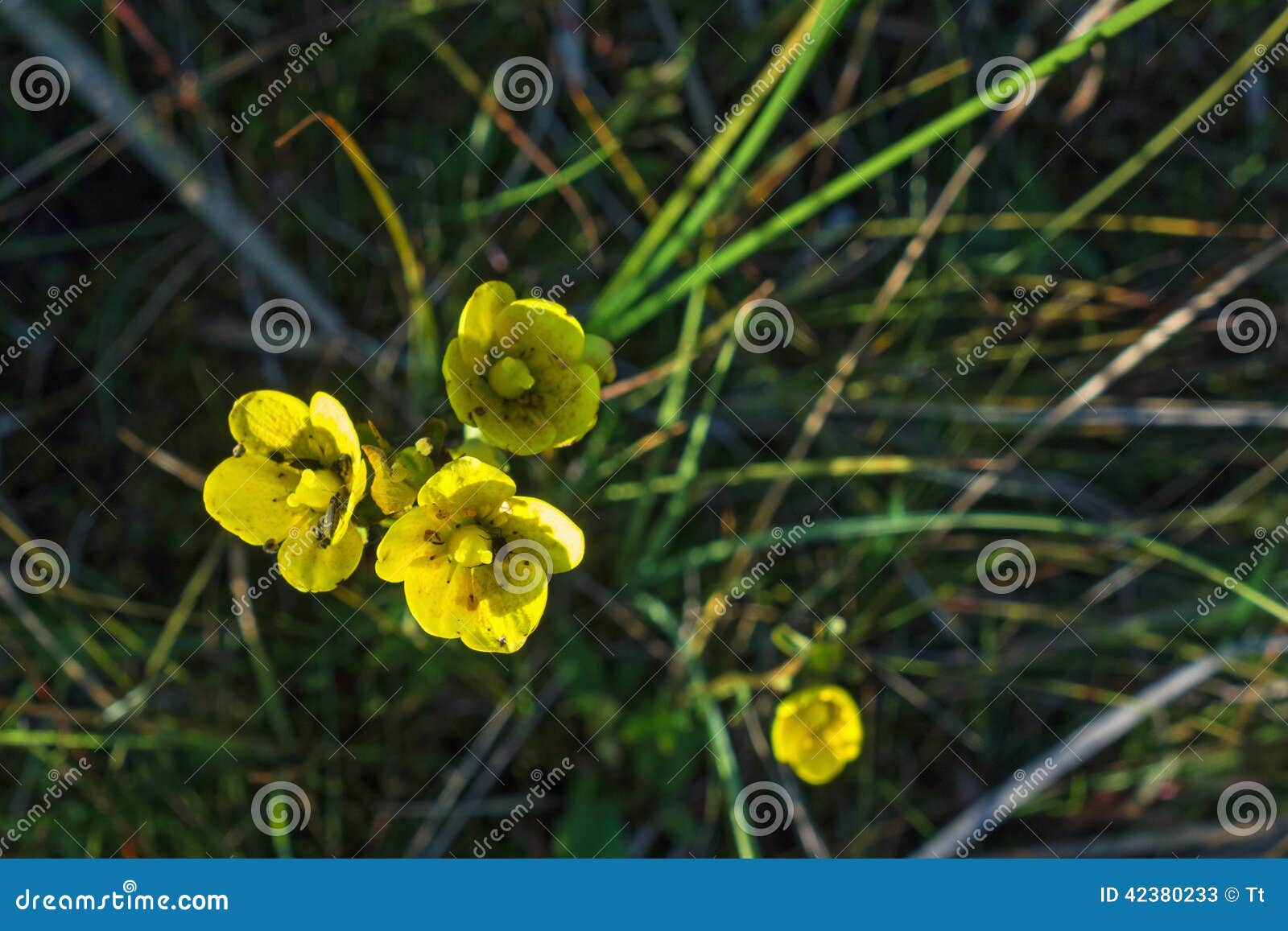 Marsh saxifrage stock image. Image of nature, saxifrage - 42380233