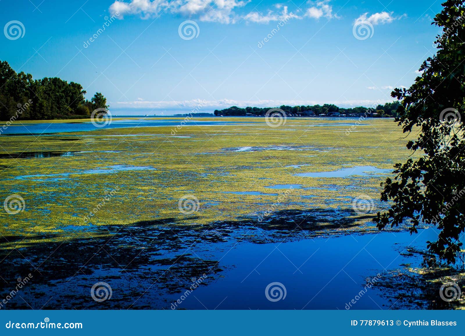Marsh stock image. Image of blue, preserve, landscape - 77879613