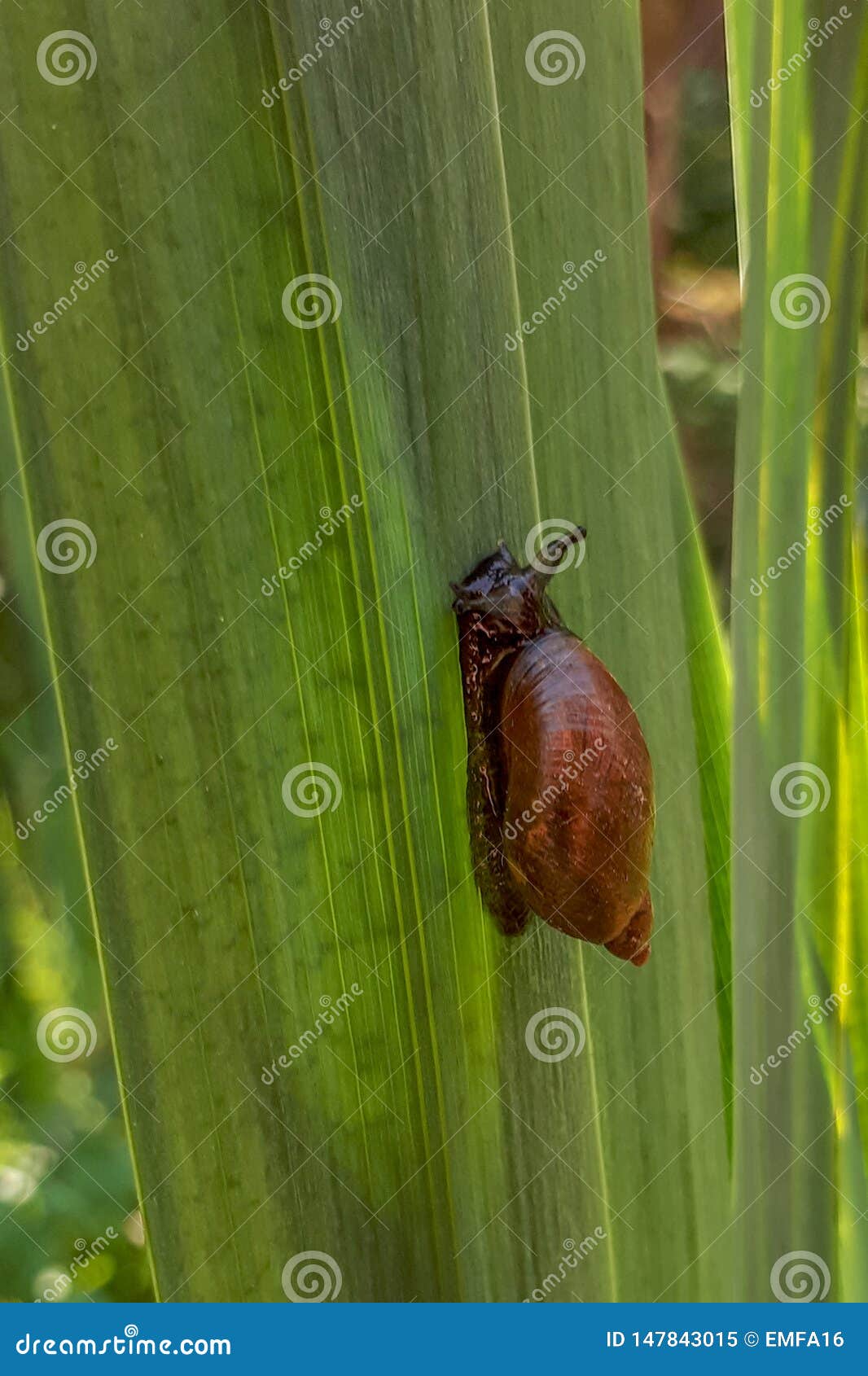 Marsh Snail on a Big Green Leaf Stock Image - Image of wildlife ...