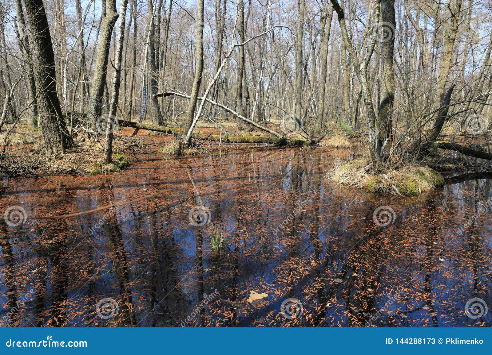 Marsh in Spring Deep Forest Stock Image - Image of mire, plant: 144288173