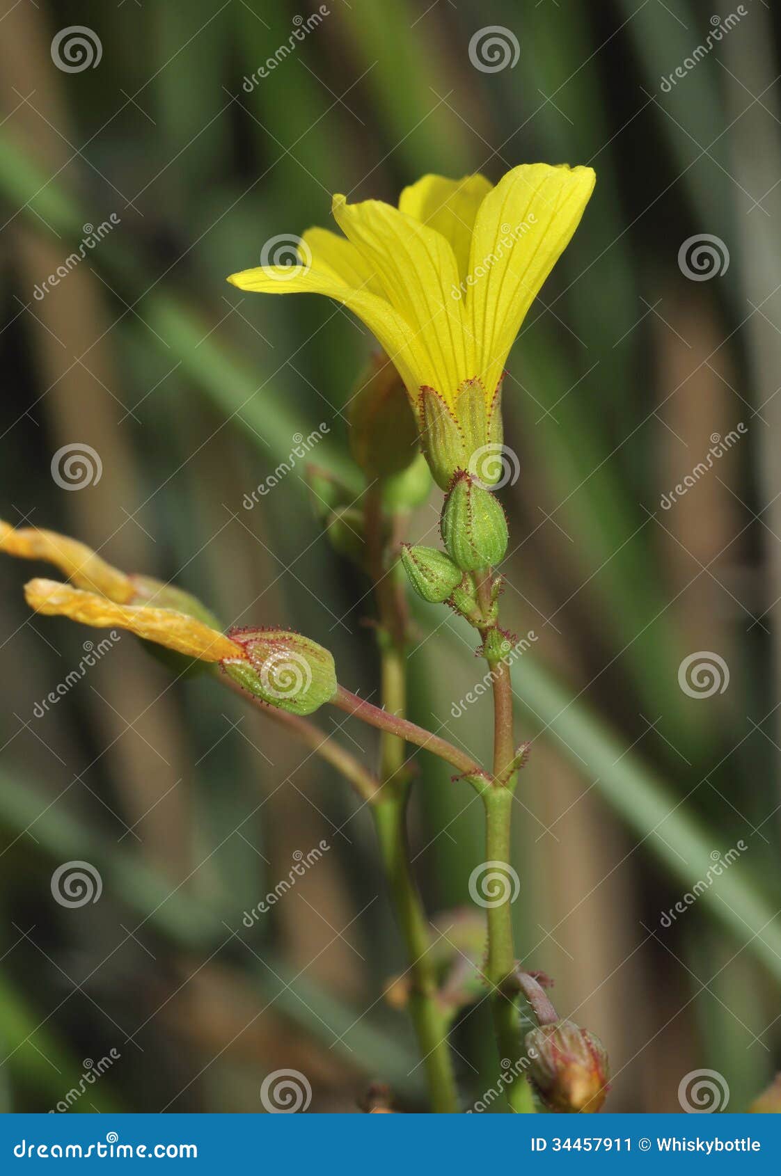 Marsh St John s-wort stock image. Image of elodes, hypericum - 34457911