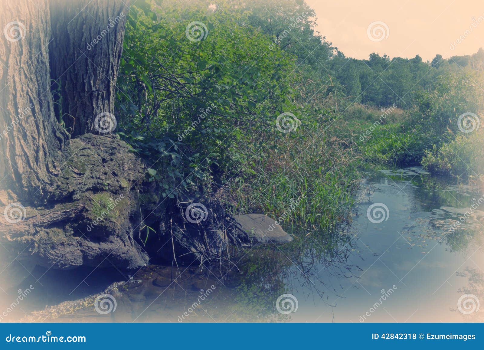 Marsh Stream stock photo. Image of relax, reed, pond - 42842318