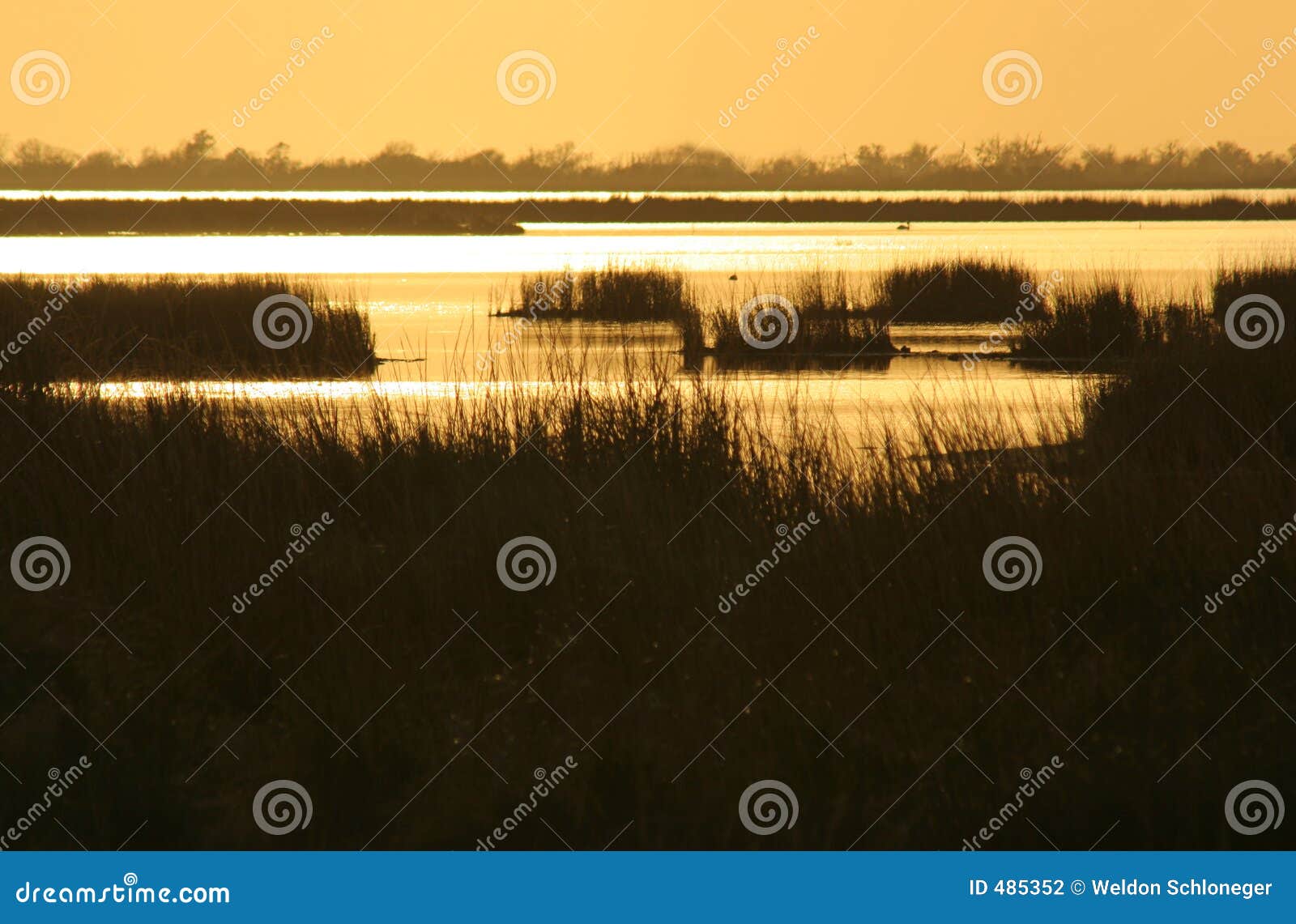 Marsh sunset stock photo. Image of sunset, gold, clump - 485352