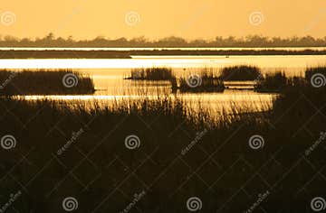 Marsh sunset stock photo. Image of sunset, gold, clump - 485352