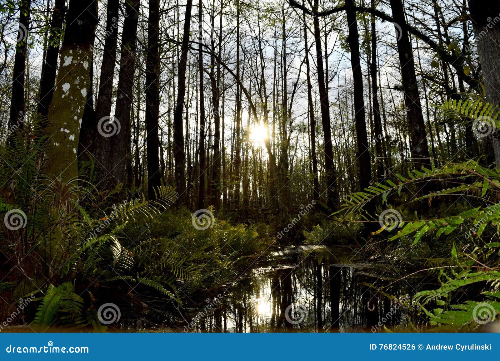 Marsh Sunset stock photo. Image of sunset, beautiful - 76824526