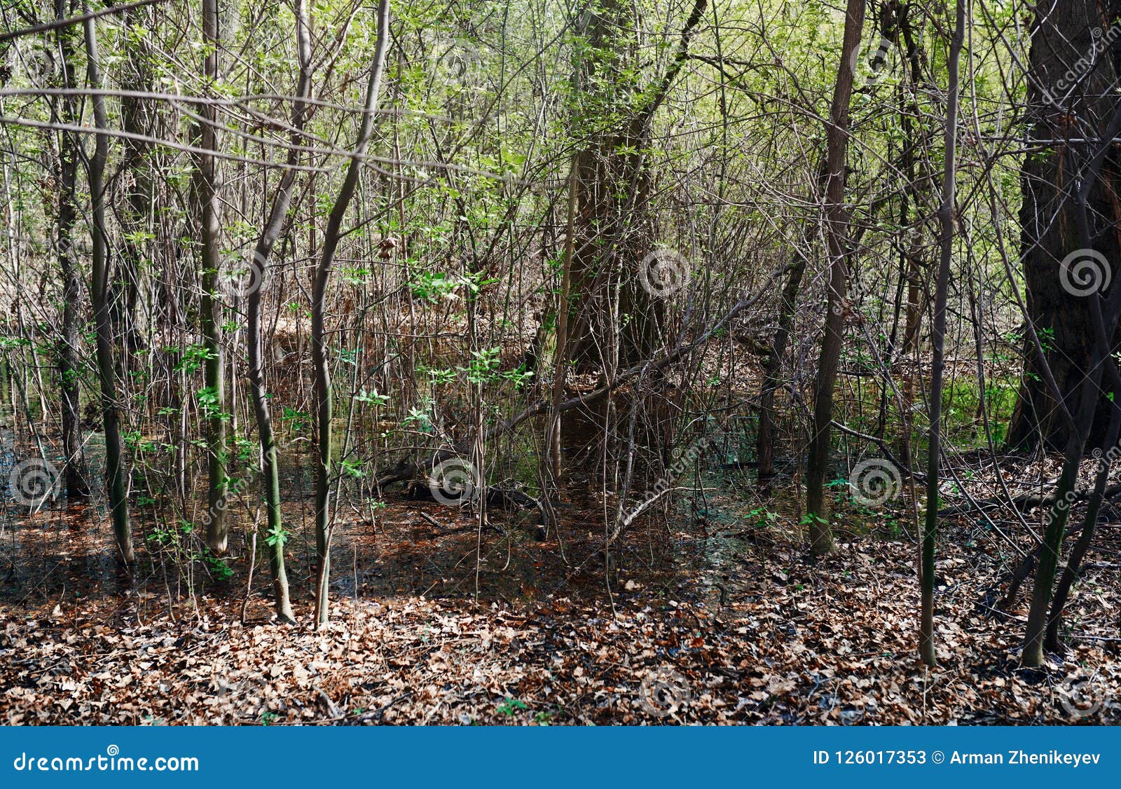 Marsh and Swamp in a Deep Forest Stock Image - Image of lush, forest ...