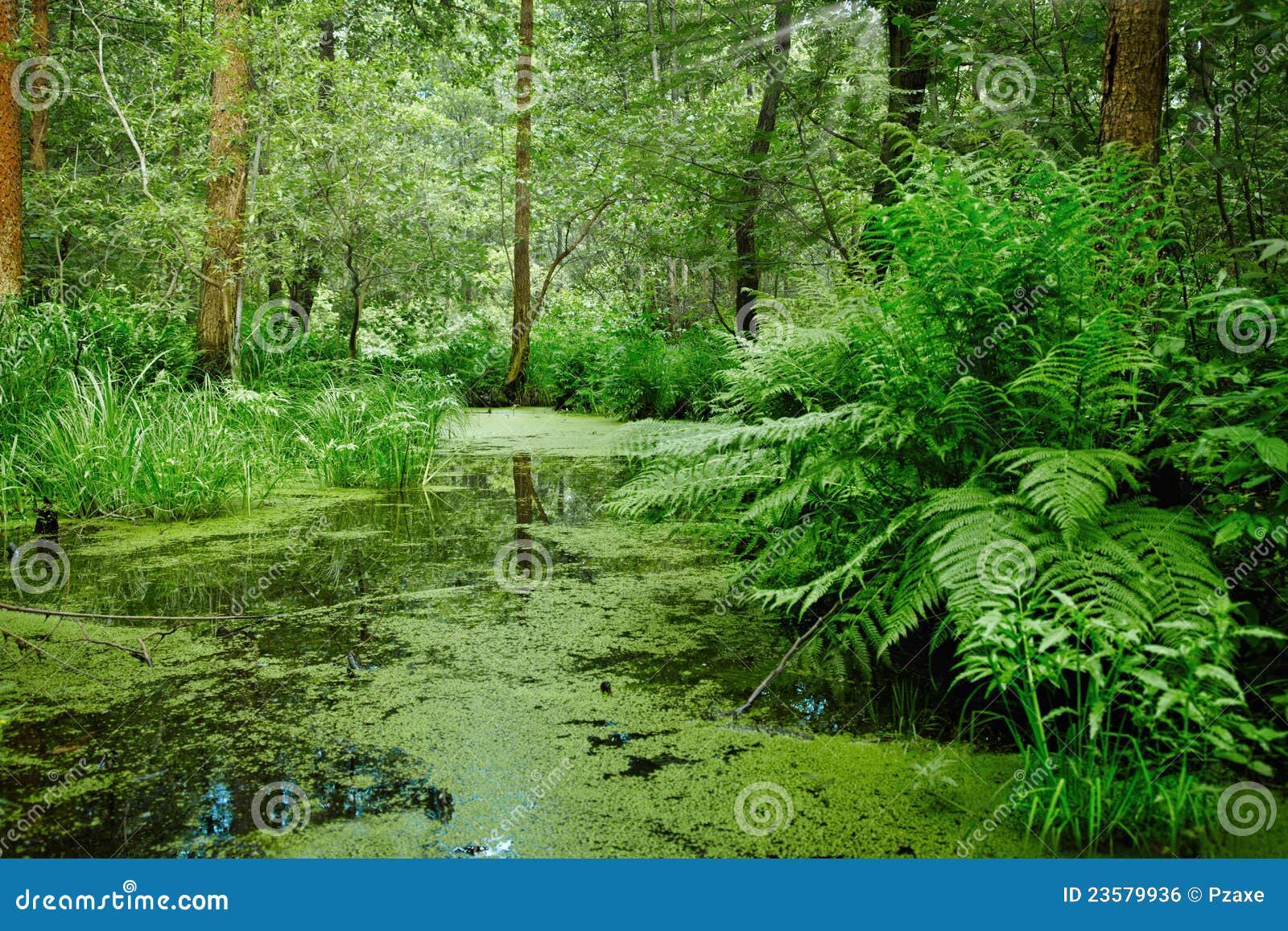 Marsh and Swamp - Landscape Stock Photo - Image of plants, forest: 23579936