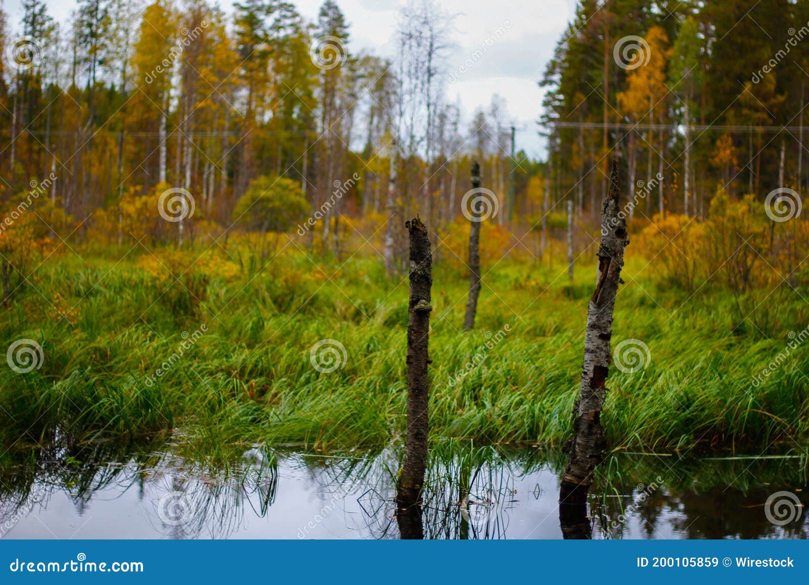 Marsh with Tall Grasses and Trees Stock Image - Image of gloomy ...