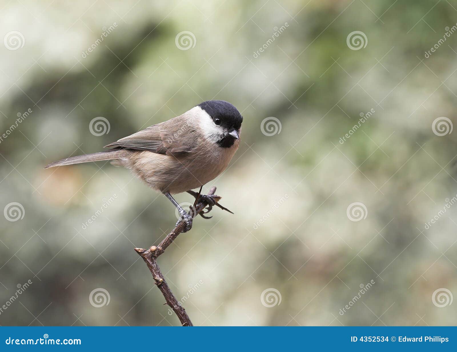 Marsh Tit stock photo. Image of birdwatching, england - 4352534