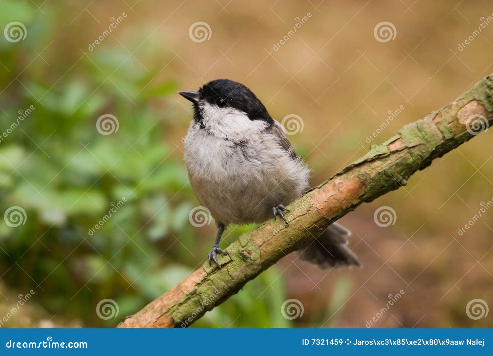 Marsh Tit stock image. Image of bird, small, animals, nature - 7321459