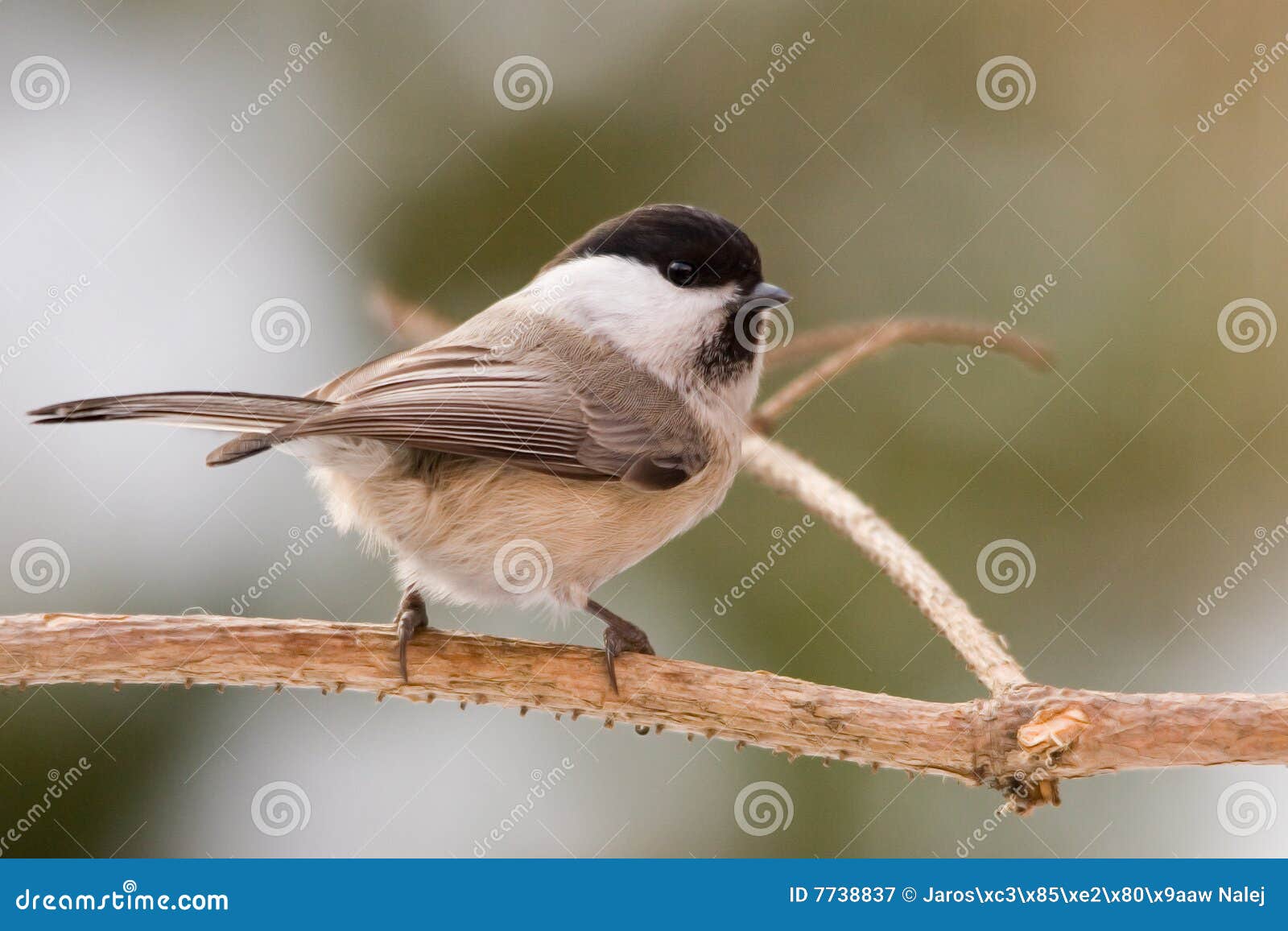 Marsh Tit stock image. Image of animals, small, birds - 7738837
