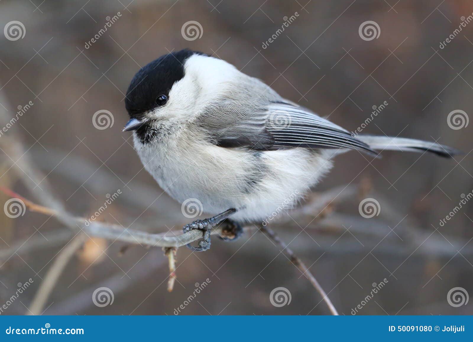 Marsh tit stock photo. Image of beautiful, birdy, good - 50091080