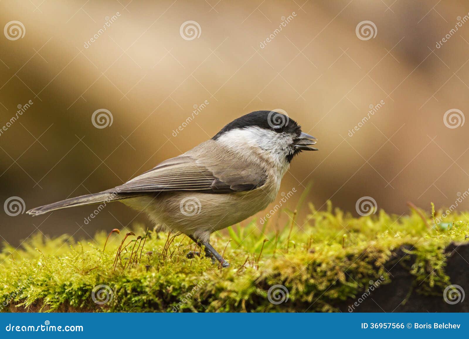 Marsh Tit stock photo. Image of detail, european, fauna - 36957566