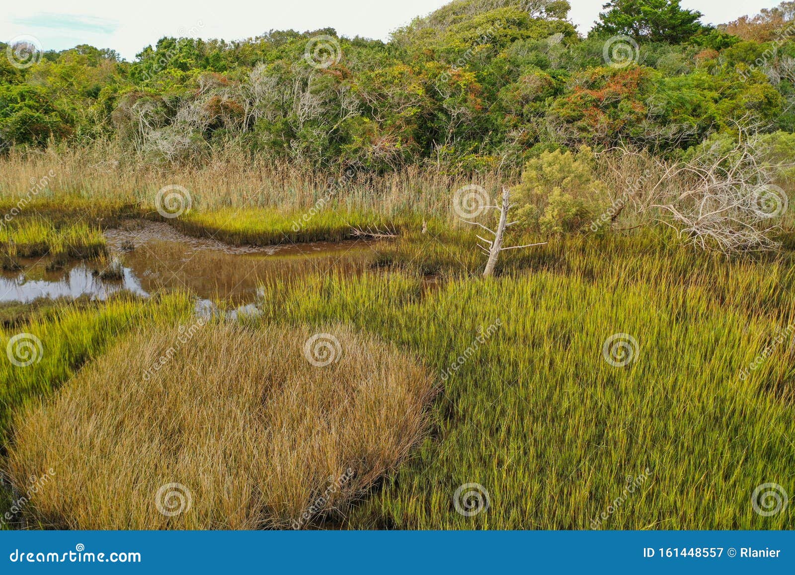 Marsh Tree Line with Marsh Grass and Water Stock Image - Image of ...