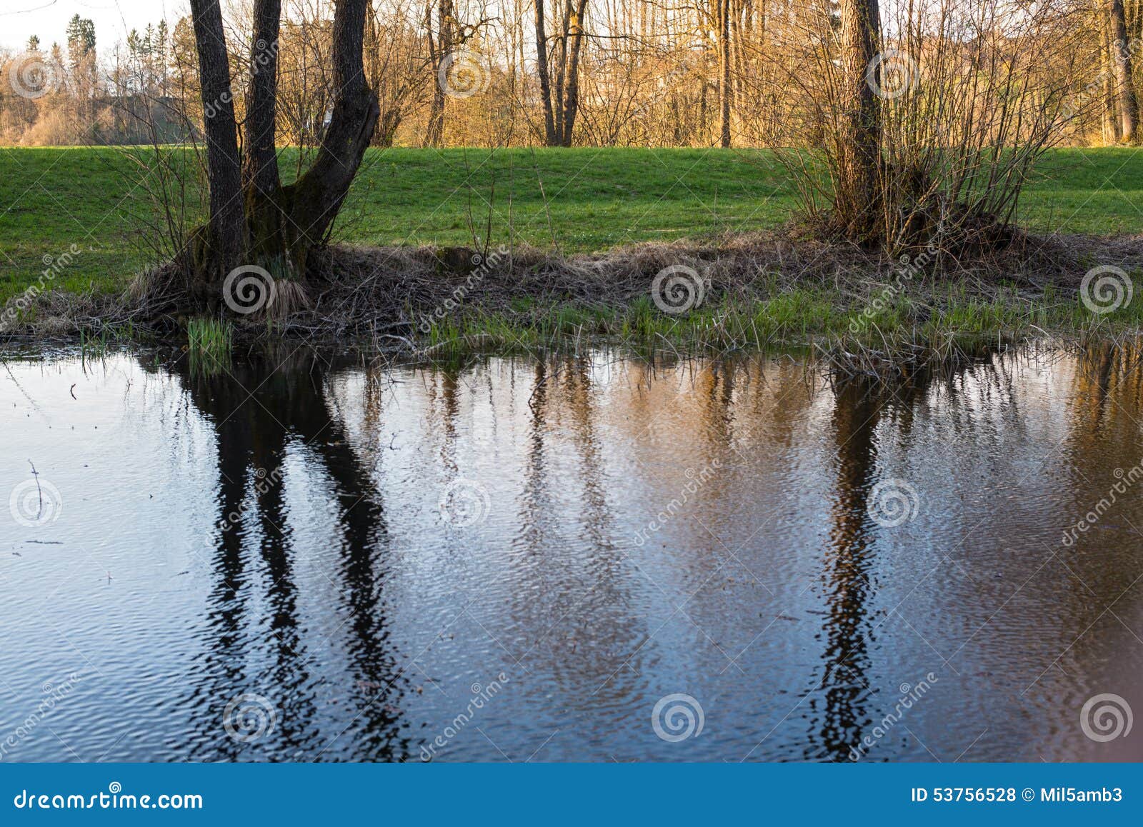 Marsh Trees Reflections in a Water Stock Photo - Image of stillness ...