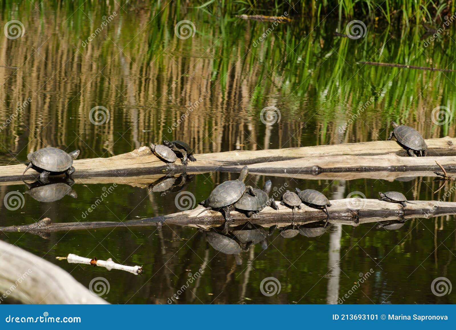 Marsh turtles stock image. Image of biology, terrapin - 213693101