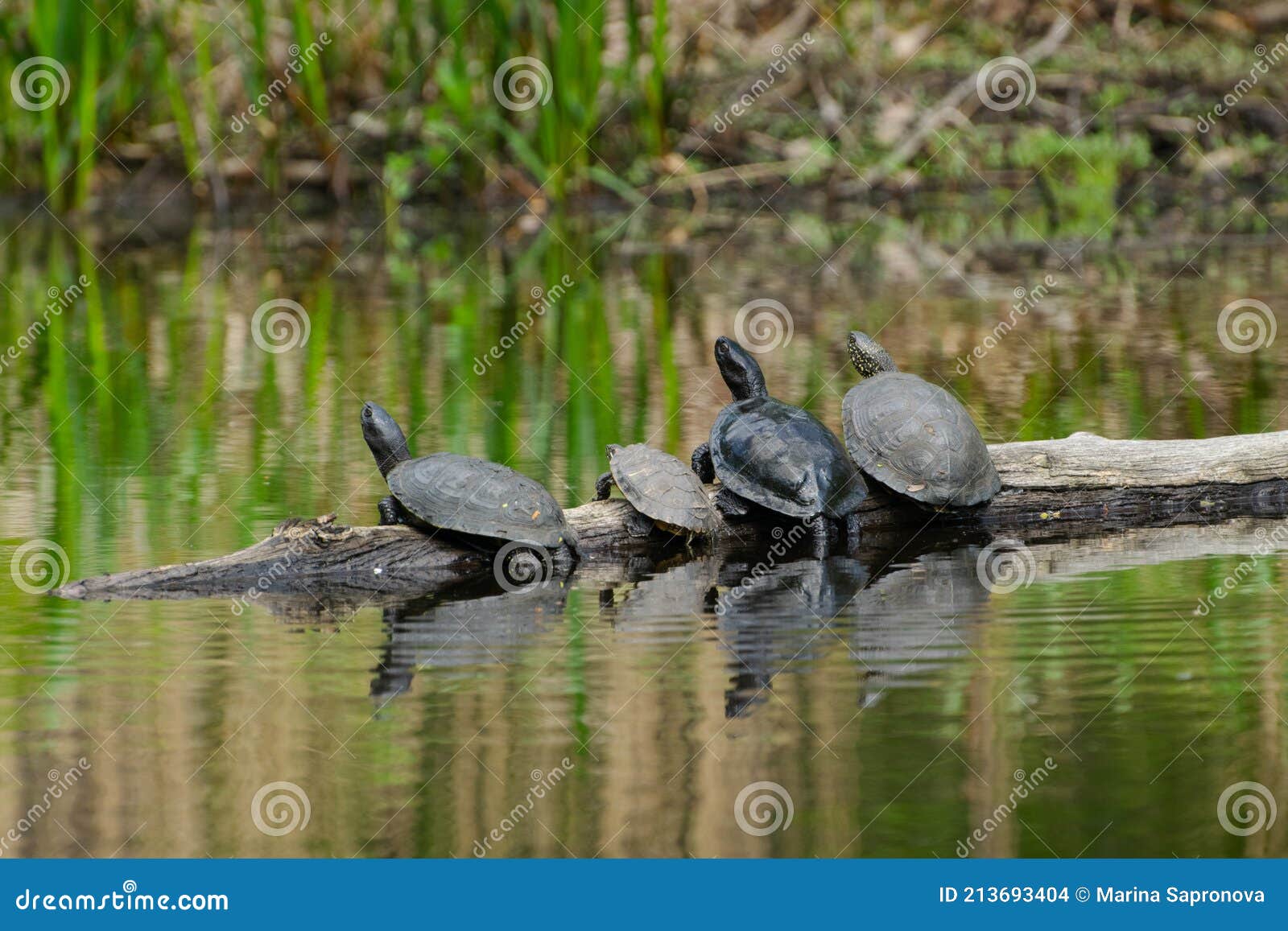 Marsh turtles stock photo. Image of nature, pond, water - 213693404