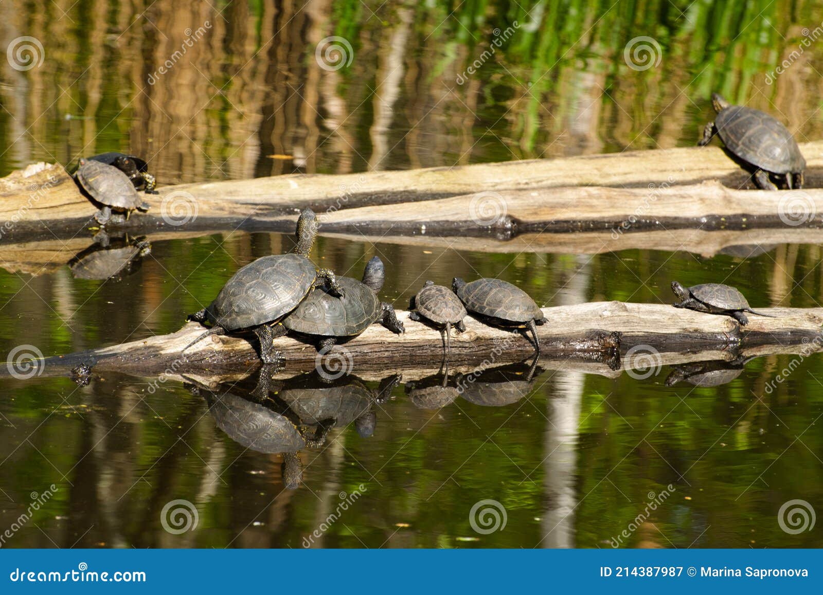 Marsh turtles in water stock image. Image of aquatic - 214387987