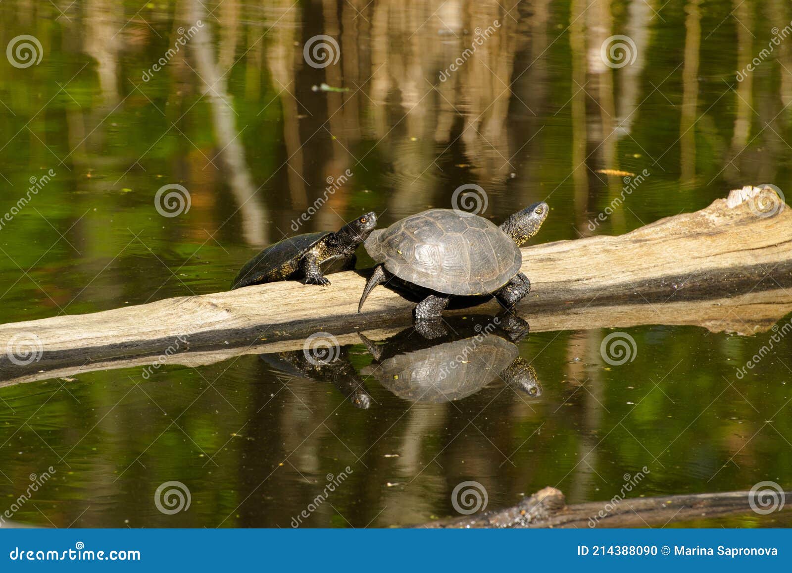 Marsh turtles in water stock photo. Image of nature - 214388090