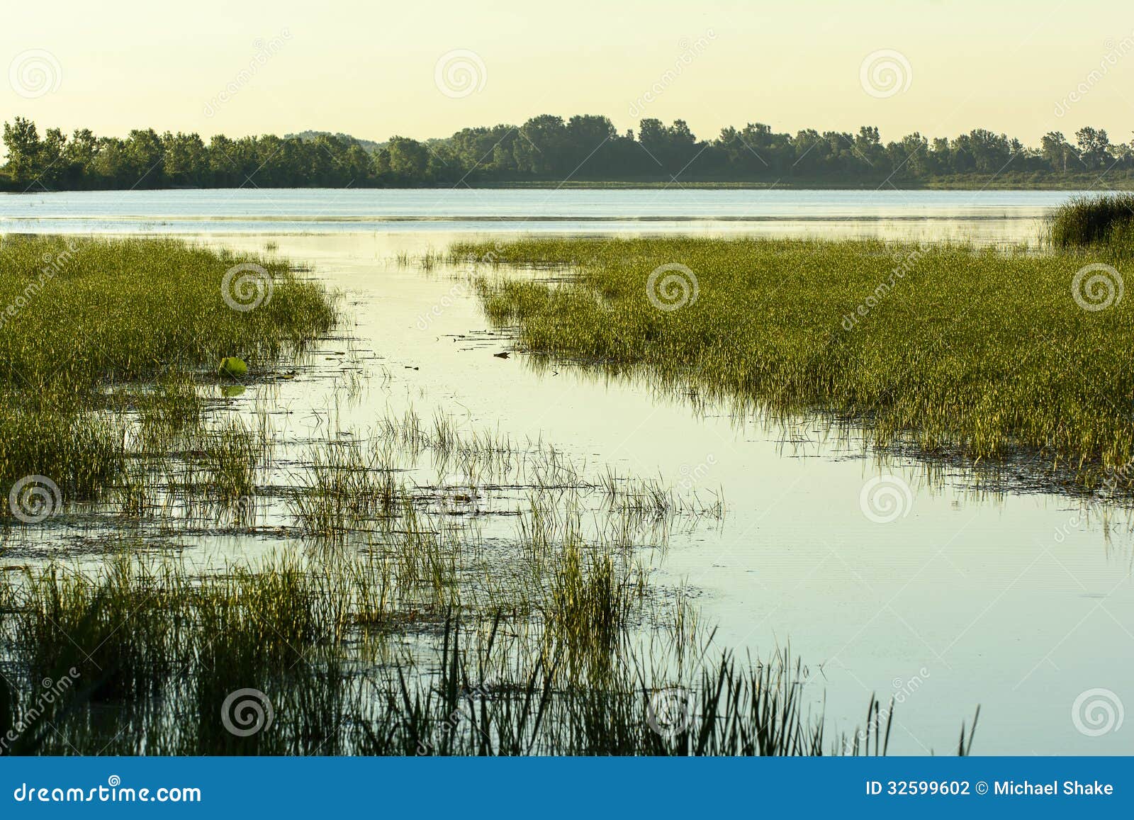 Marsh stock photo. Image of aquatic, swamp, reeds, environment - 32599602