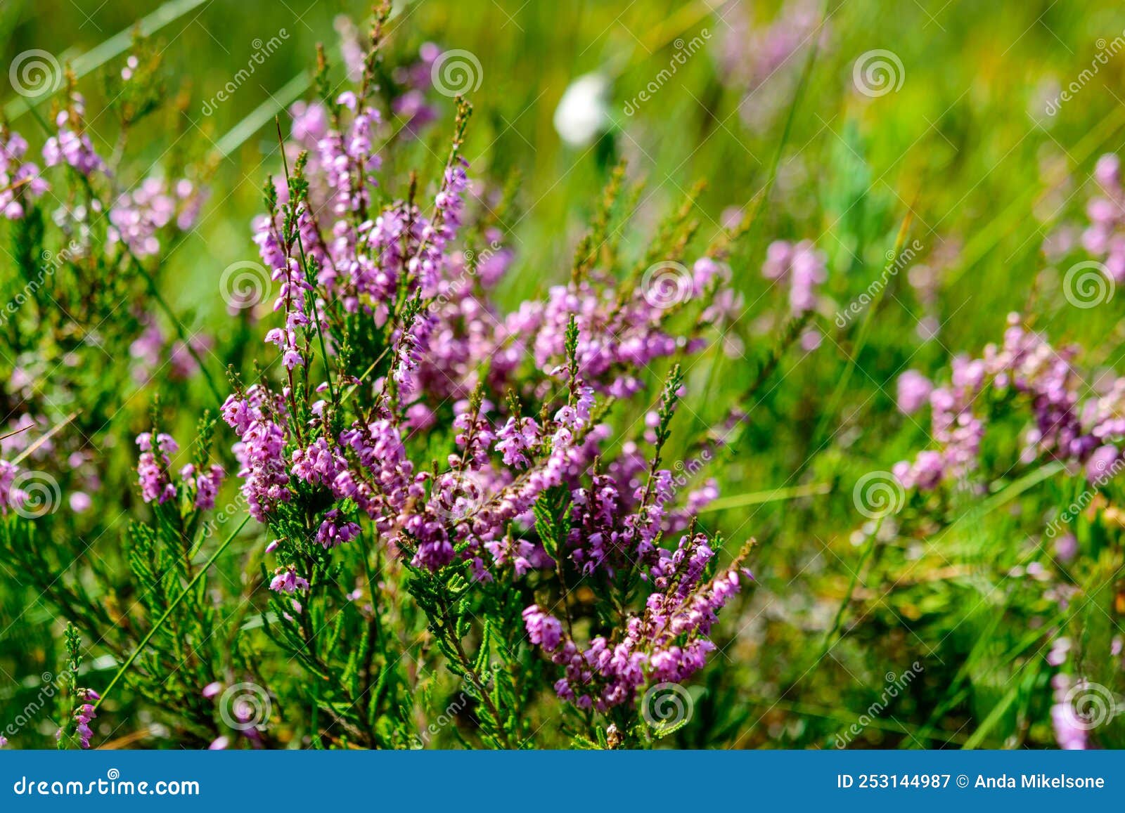 Marsh Vegetation, Moss, Grass, Various Marsh Plants, Close-up View ...