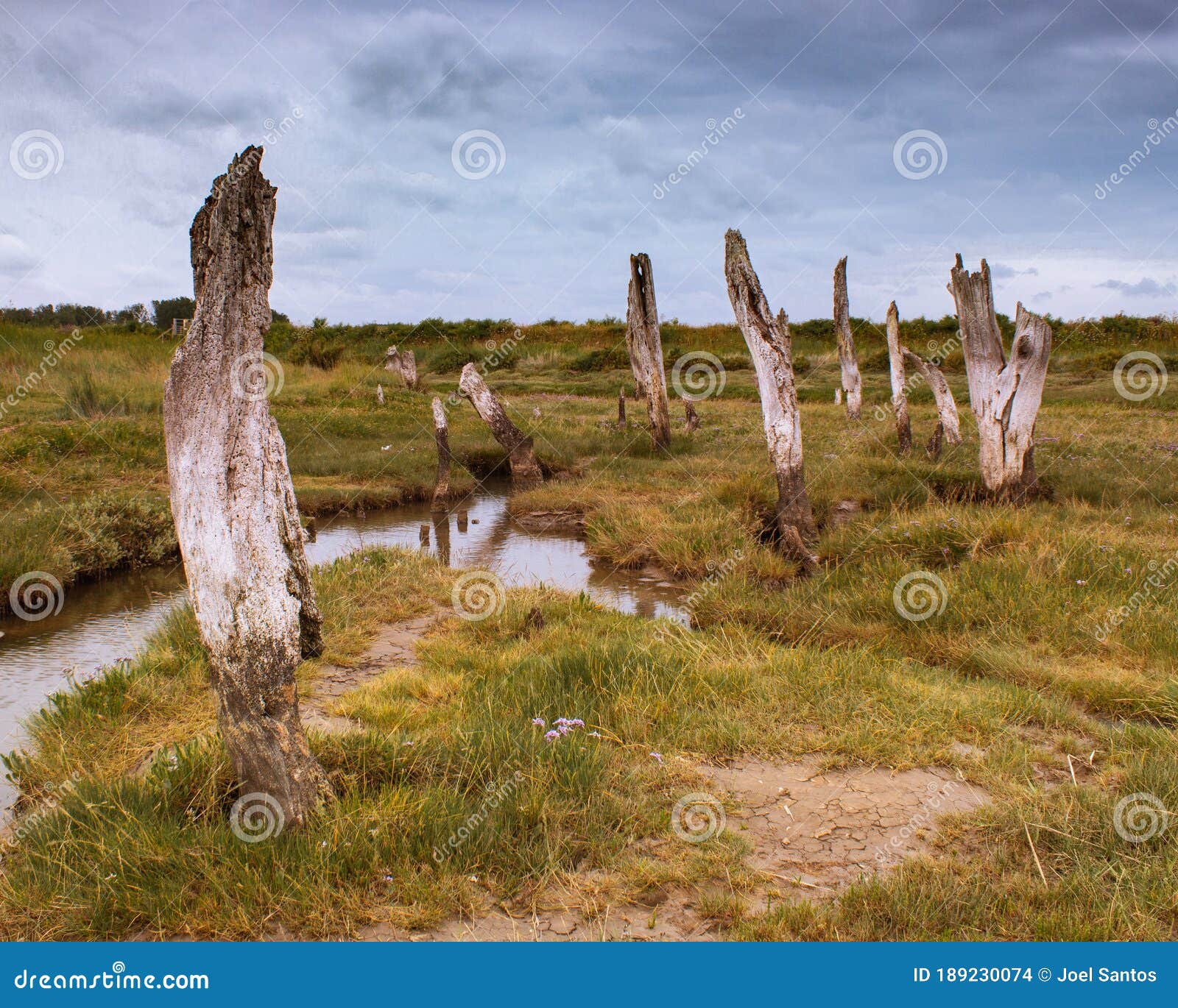 Marsh Water, Rocks and Dead Trees in Thornham Old Harbour Stock Photo ...