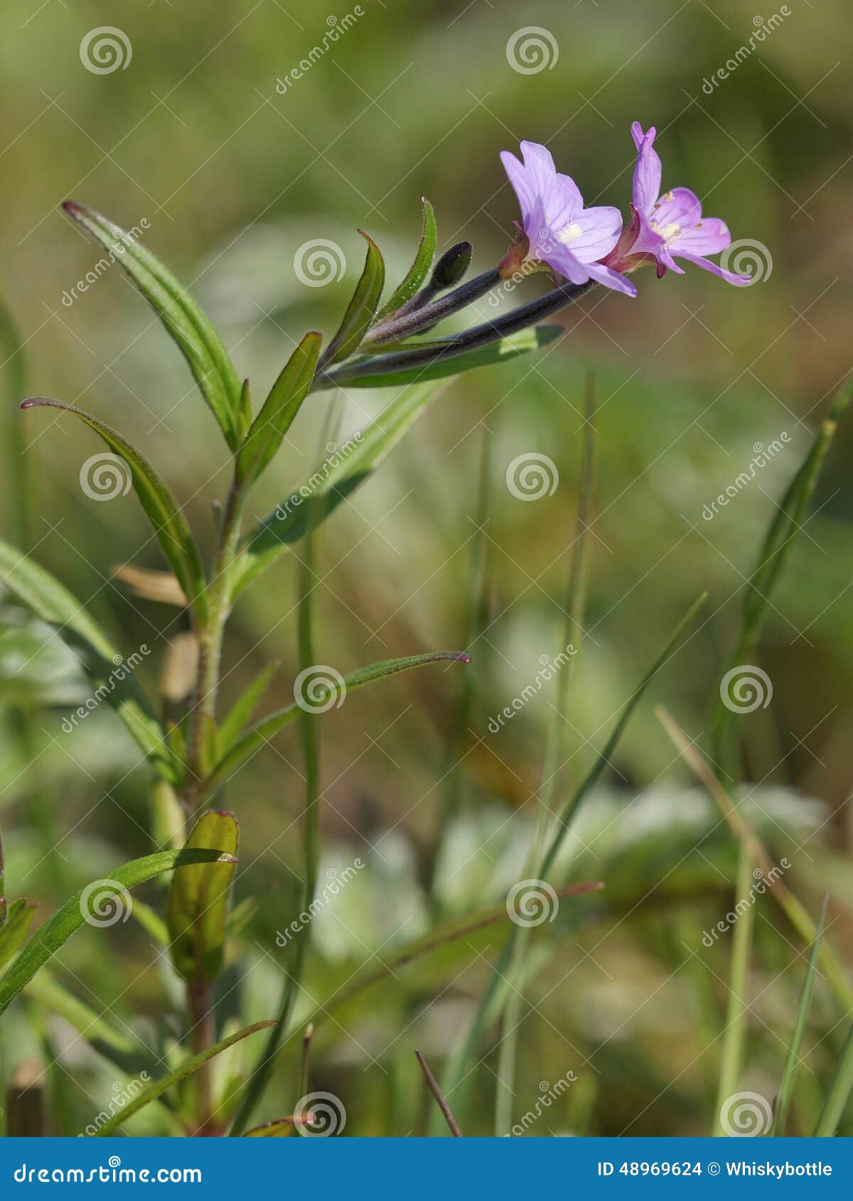 Marsh Willowherb stock photo. Image of marsh, willowherb - 48969624
